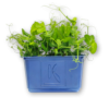 Affilla Cress Living Microgreens - Flavour Fields