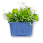 Affilla Cress Living Microgreens - Flavour Fields