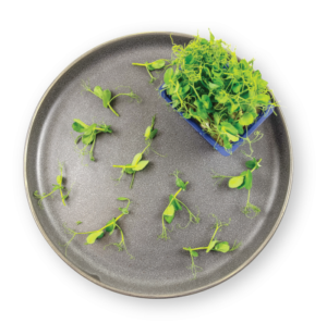 Affilla Cress Living Microgreens - Flavour Fields