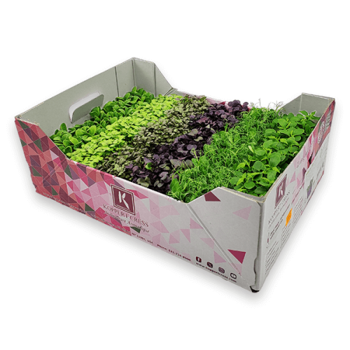 Sakura Mix - Flavour Fields