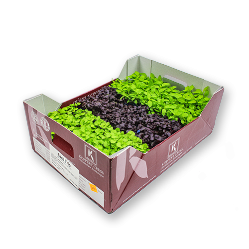 Living And Cut Microgreens - Flavour Fields