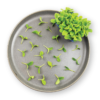 Borage Cress Living Microgreens - Flavour Fields