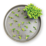 Borage Cress Living Microgreens - Flavour Fields