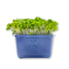 Broccoli Cress Living Microgreens - Flavour Fields
