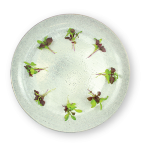 Buy Micro Asian Mix in New York | Flavour Fields