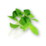 Fresh Microgreens | Local Produce - Long Island, New York, USA