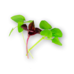 Fresh Microgreens | Local Produce - Long Island, New York, USA