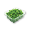 Micro Cilantro - Flavour Fields