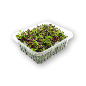 Microgreens Rainbow Mix – Bold Color, Chef-Approved Flavor