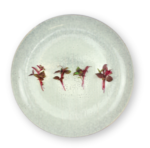 Micro Ruby Mix - Flavour Fields