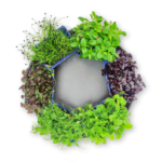 Sakura Mix - Flavour Fields