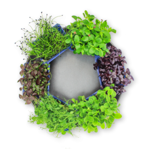 Sakura Mix - Flavour Fields