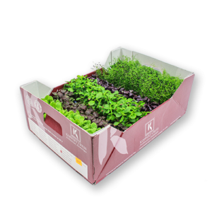 Sakura Mix - Flavour Fields