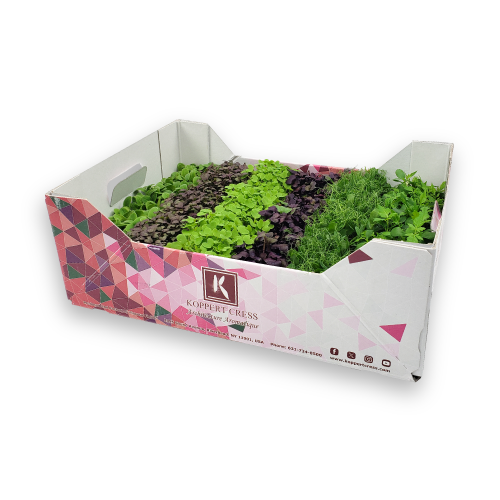 Sakura Mix - Flavour Fields