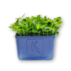 Tahoon Cress - Flavour Fields