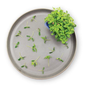 Tahoon Cress - Flavour Fields