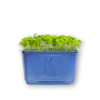 Wasabi Cress - Flavour Fields